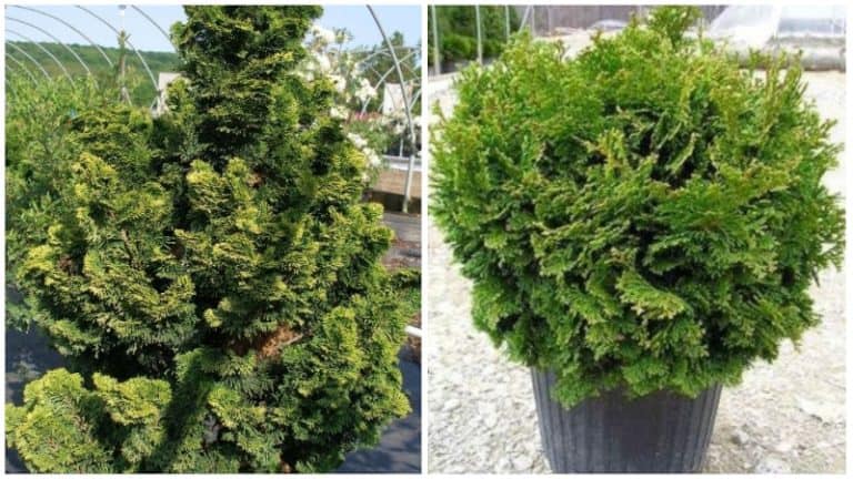 14 Different Types of Cypress Trees & Their Identifying Features