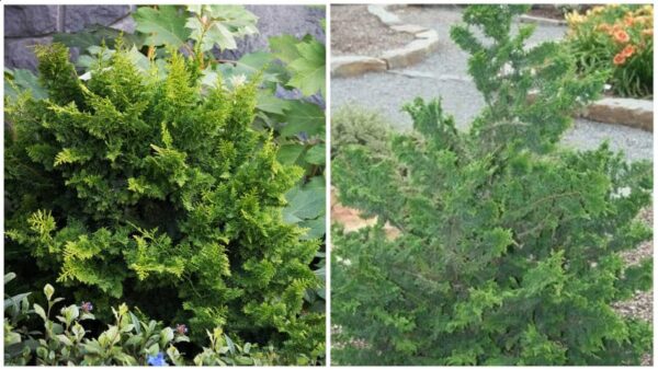 14 Different Types of Cypress Trees & Their Identifying Features