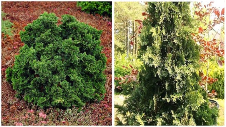 14 Different Types of Cypress Trees & Their Identifying Features