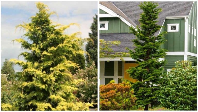 14 Different Types of Cypress Trees & Their Identifying Features