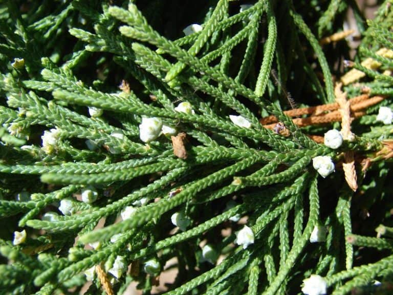 17 Different Types of Cedar Trees & Their Identifying Features