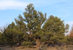 25 Different Types of Juniper Trees & Their Identifying Features