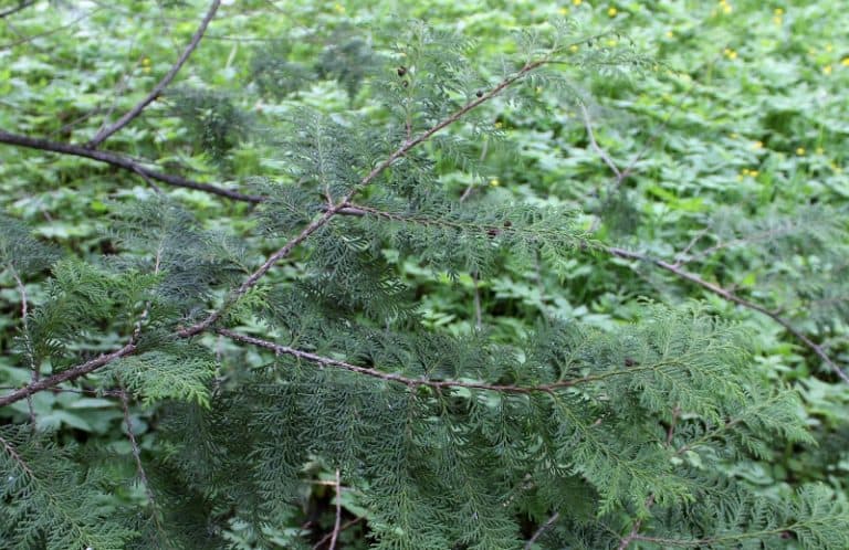 14 Different Types of Cypress Trees & Their Identifying Features
