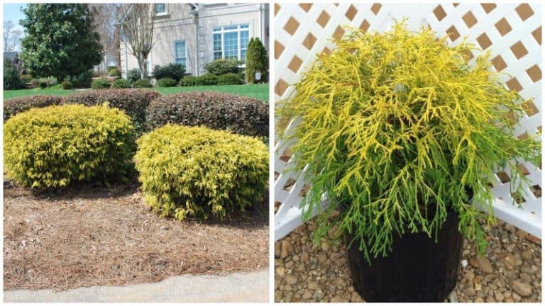 14 Different Types of Cypress Trees & Their Identifying Features