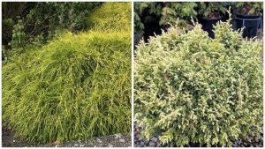 14 Different Types of Cypress Trees & Their Identifying Features