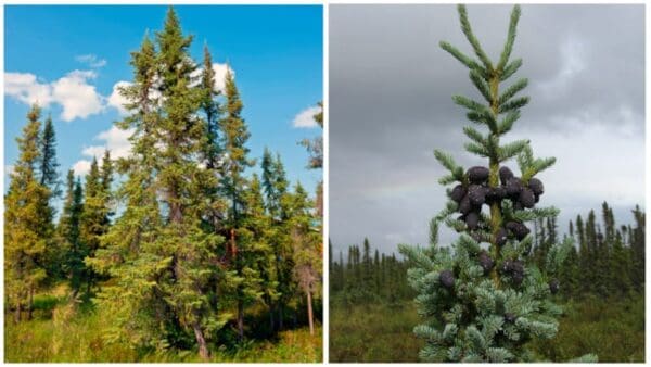 18 Different Types of Spruce Trees & Their Identifying Features
