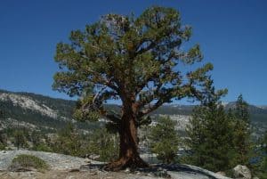 25 Different Types of Juniper Trees & Their Identifying Features