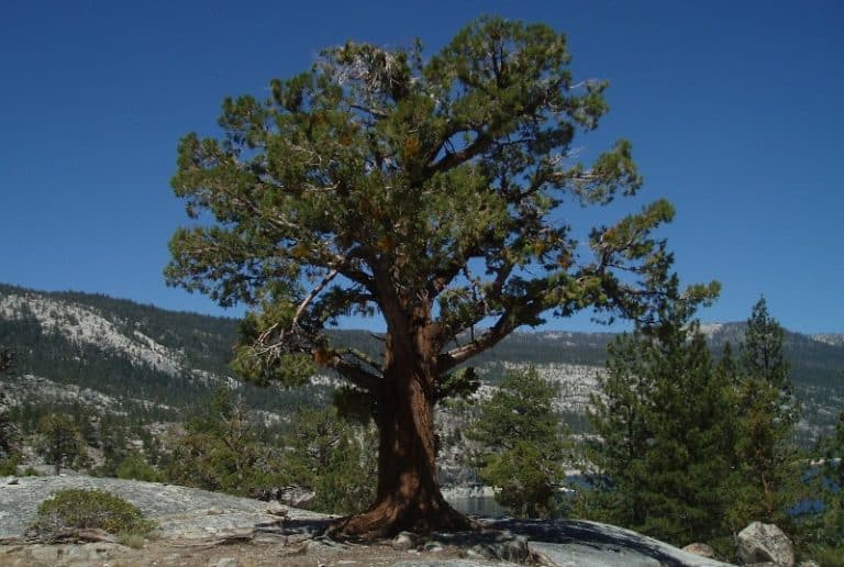 25 Different Types of Juniper Trees & Their Identifying Features