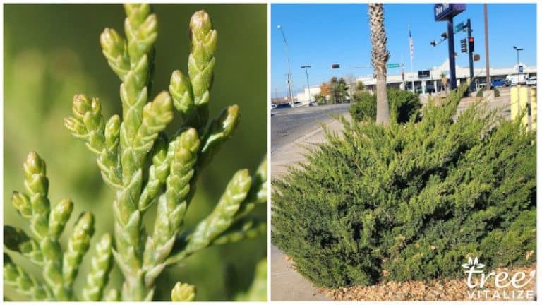 14 Different Types of Cypress Trees & Their Identifying Features