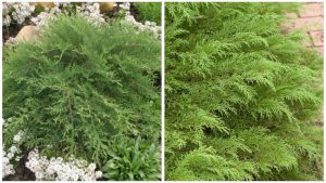 14 Different Types of Cypress Trees & Their Identifying Features