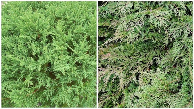 14 Different Types of Cypress Trees & Their Identifying Features