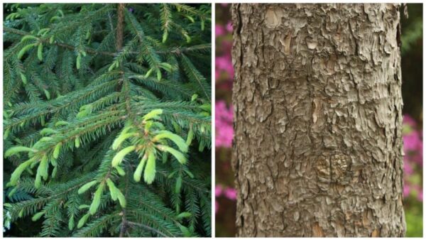 18 Different Types of Spruce Trees & Their Identifying Features