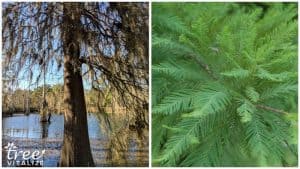 14 Different Types of Cypress Trees & Their Identifying Features