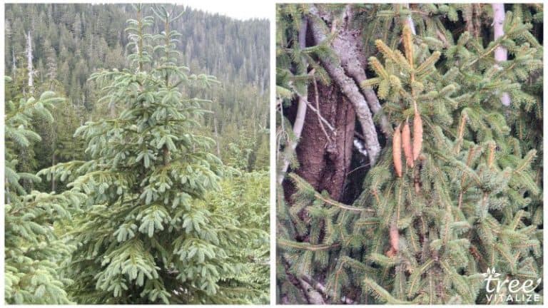 18 Different Types of Spruce Trees & Their Identifying Features