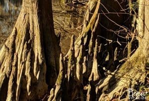14 Different Types of Cypress Trees & Their Identifying Features