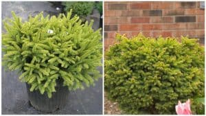 18 Different Types of Spruce Trees & Their Identifying Features
