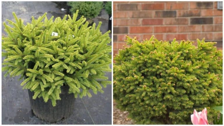 18 Different Types of Spruce Trees & Their Identifying Features