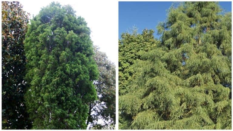 14 Different Types of Cypress Trees & Their Identifying Features