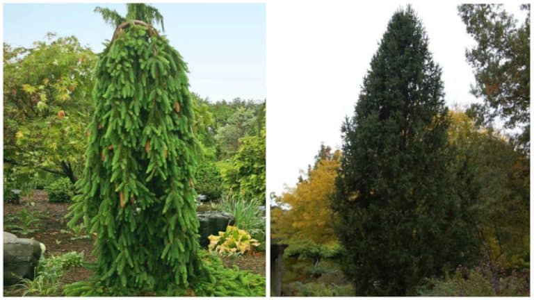 18 Different Types of Spruce Trees & Their Identifying Features