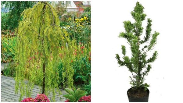 14 Different Types of Cypress Trees & Their Identifying Features