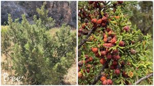 25 Different Types of Juniper Trees & Their Identifying Features