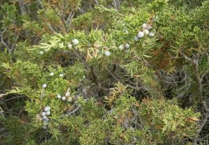 25 Different Types of Juniper Trees & Their Identifying Features