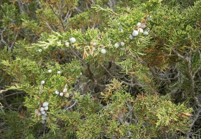 25 Different Types of Juniper Trees & Their Identifying Features