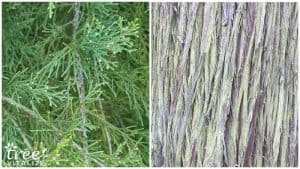 17 Different Types of Cedar Trees & Their Identifying Features