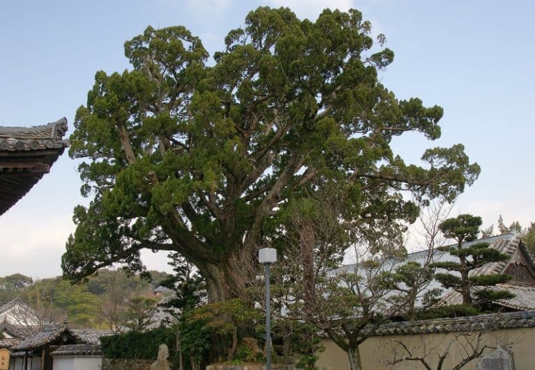 25 Different Types of Juniper Trees & Their Identifying Features