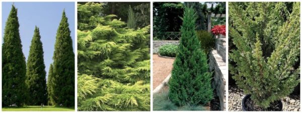 25 Different Types of Juniper Trees & Their Identifying Features
