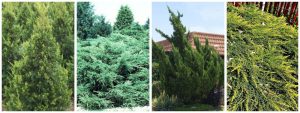 25 Different Types of Juniper Trees & Their Identifying Features