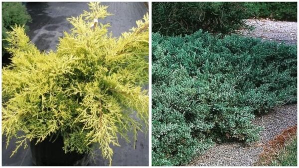 25 Different Types of Juniper Trees & Their Identifying Features
