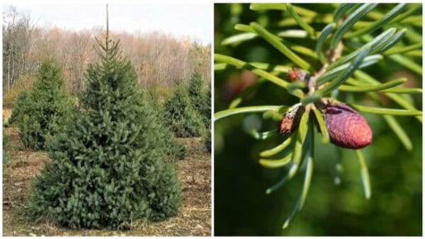 18 Different Types of Spruce Trees & Their Identifying Features