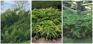 25 Different Types of Juniper Trees & Their Identifying Features