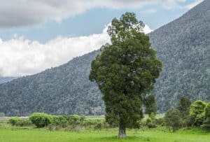 17 Different Types of Cedar Trees & Their Identifying Features