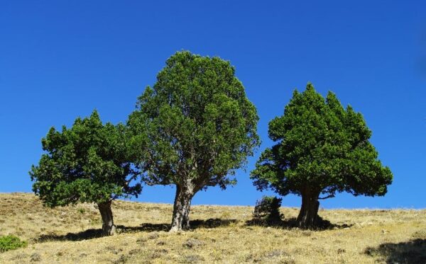 25 Different Types of Juniper Trees & Their Identifying Features