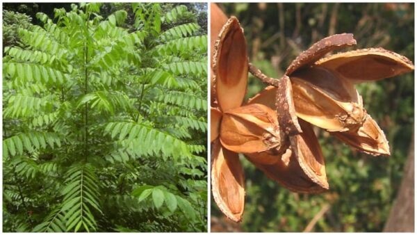 17 Different Types of Cedar Trees & Their Identifying Features