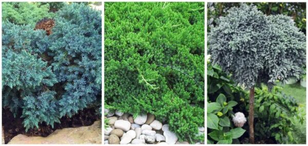 25 Different Types of Juniper Trees & Their Identifying Features