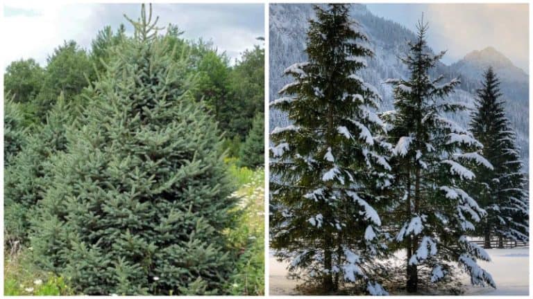 18 Different Types of Spruce Trees & Their Identifying Features