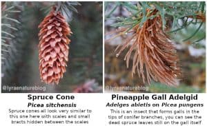 18 Different Types of Spruce Trees & Their Identifying Features