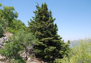 25 Different Types of Juniper Trees & Their Identifying Features