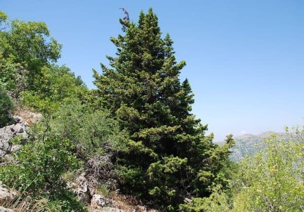 25 Different Types of Juniper Trees & Their Identifying Features