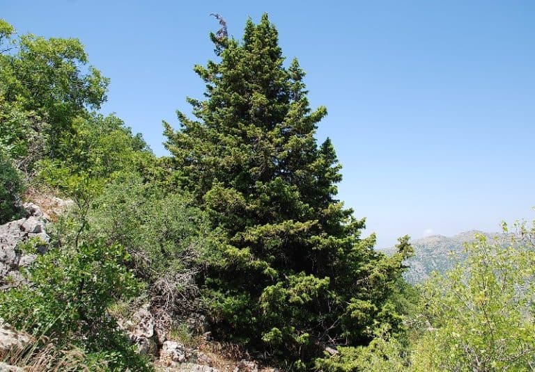 25 Different Types of Juniper Trees & Their Identifying Features