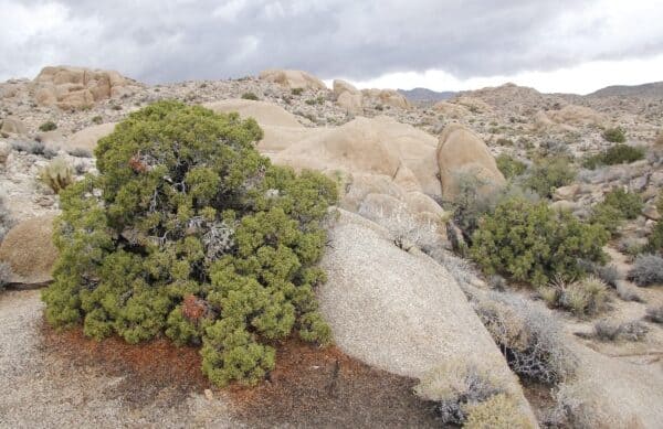 25 Different Types of Juniper Trees & Their Identifying Features