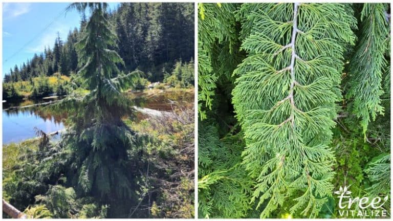 14 Different Types of Cypress Trees & Their Identifying Features