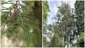 25 Different Types of Juniper Trees & Their Identifying Features