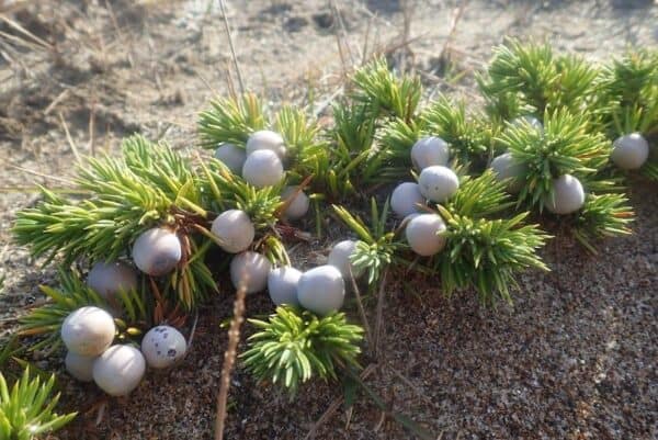 25 Different Types of Juniper Trees & Their Identifying Features