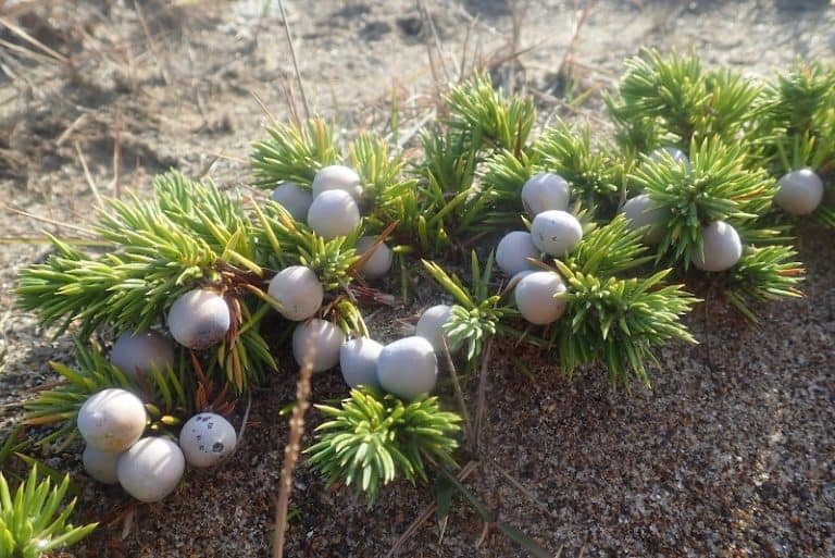 25 Different Types of Juniper Trees & Their Identifying Features