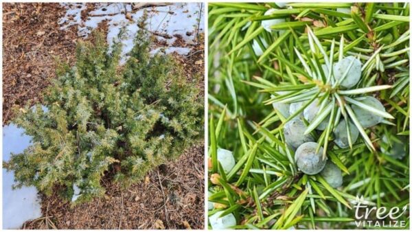 25 Different Types of Juniper Trees & Their Identifying Features