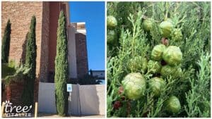14 Different Types of Cypress Trees & Their Identifying Features